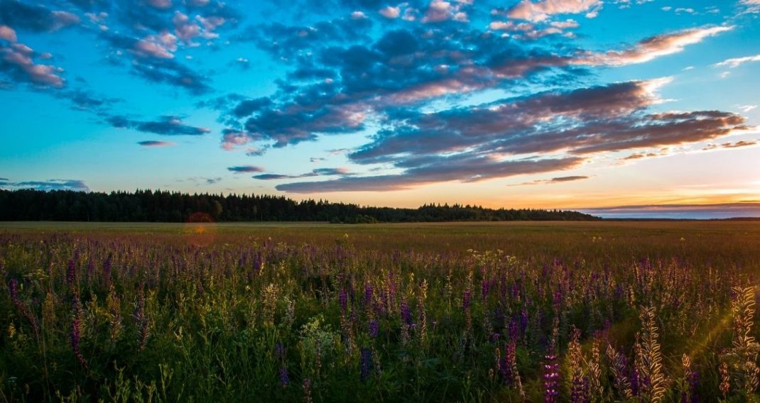 День степу в Україні (2024) - DAY TODAY