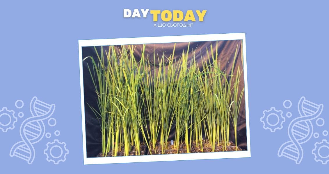 Рис із Місяця: як генетики створюють їжу для космонавтів майбутнього ...